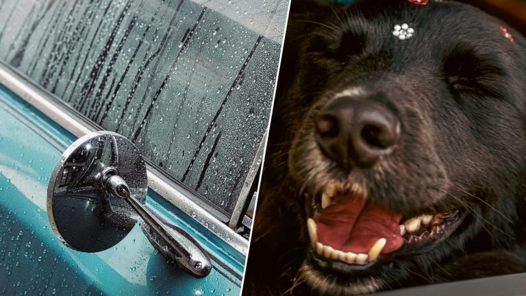 Chien Enferm Pouvez vous Casser Une Vitre En Cas De Canicule